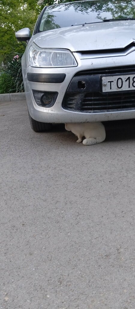 Anaokulları Детский сад Солнышко, Kırım Cumhuriyeti, foto