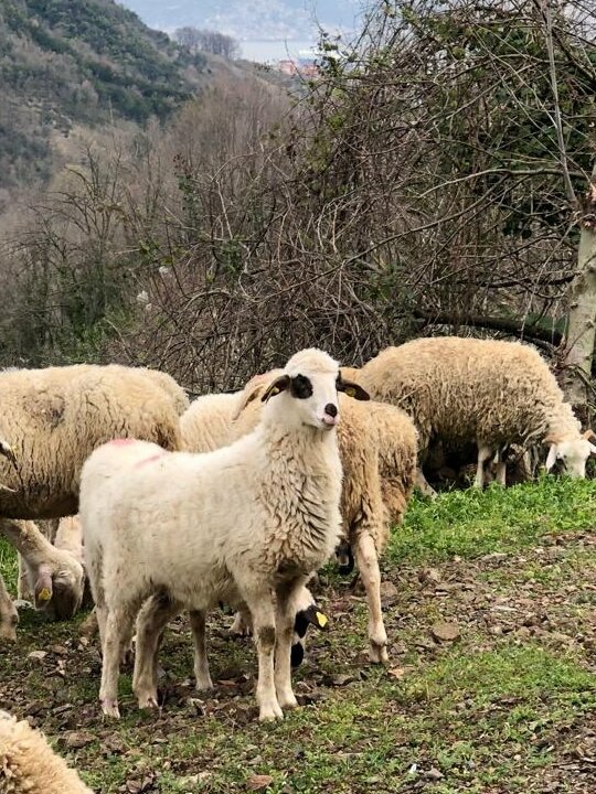 Gıda üreticileri Şehir Çobanı, Gölcük, foto