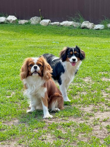 Pet otel Happy dogs, Riazanskaya oblastı, foto