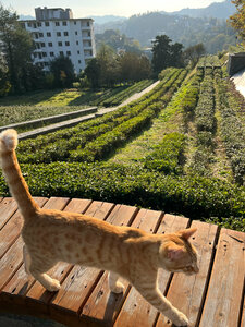 Ziraat Çay Bahçesi (Atmeydanı Mah., Narenciye Sok., No:16, Merkez, Rize), kafe  Rize'den
