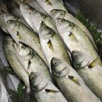 Morina Fisher (Kırklareli, Lüleburgaz, Büklüm Cad., 66A), balık ve deniz ürünleri  Lüleburgaz'dan
