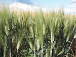 Olgunlar Turizm (Bahçelievler Mah., Eski Kahta Cad., No:126, Merkez, Adıyaman), tarım firmaları  Adıyaman'dan