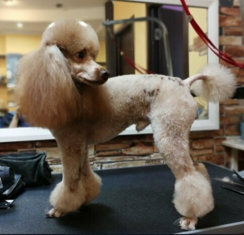 Evcil hayvan kuaförleri Мастерская грумера, Saint‑Petersburg, foto