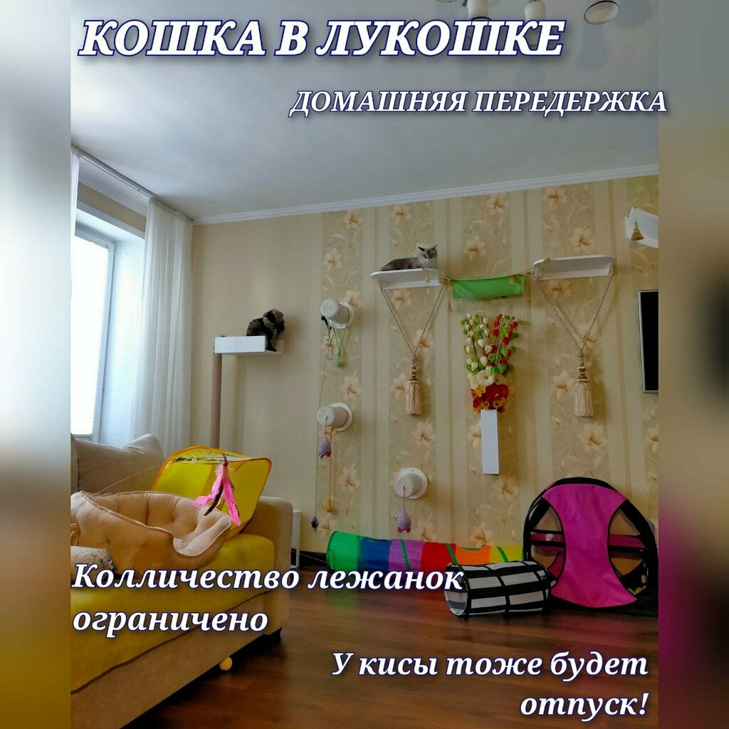 Pet otel Koshka V lukoshke, Astana, foto