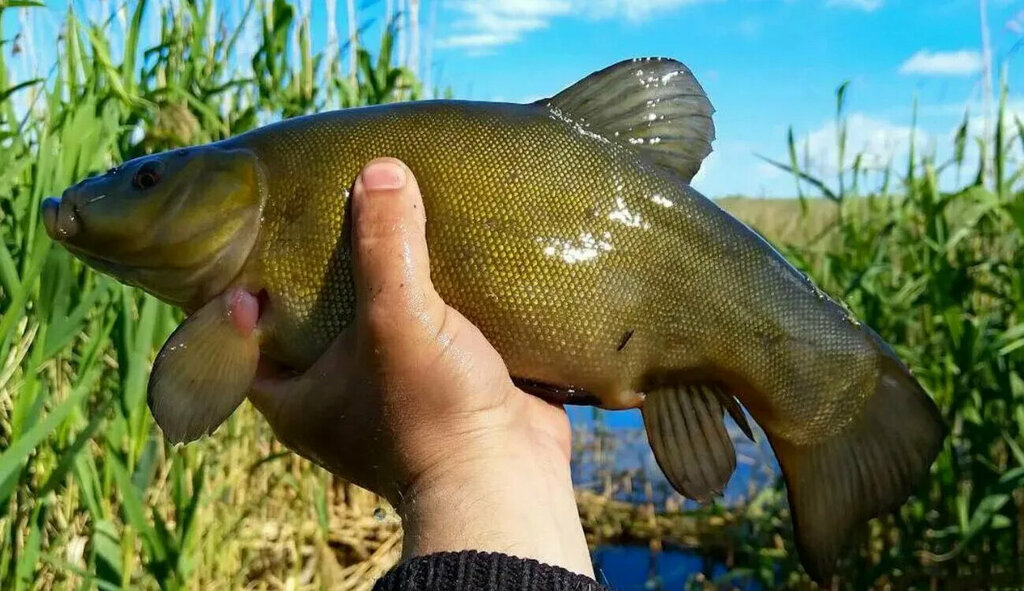 Balıkçılık ekipman firmaları Мир рыбалки, Ruza, foto