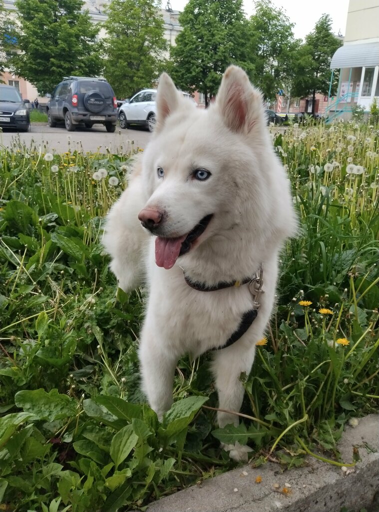 Evcil hayvan kuaförleri Fishka, Novokuznetsk, foto