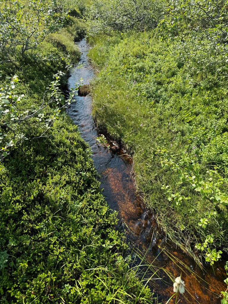 Pınar, çay Spring, stream, Murmanskaya oblastı, foto
