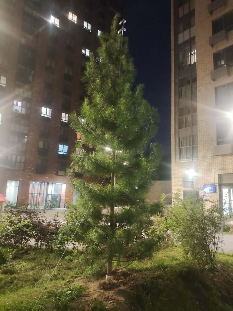 Doğa Сибирский кедр, Moskova, foto