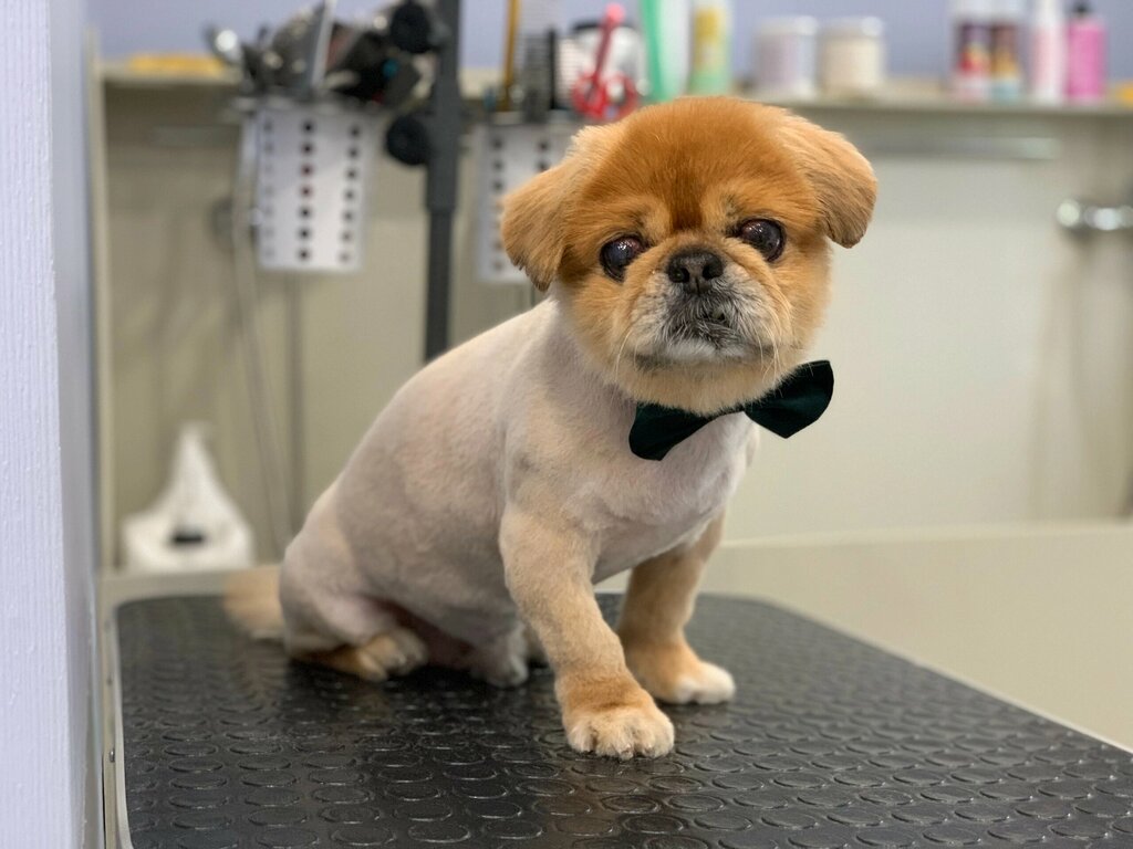 Evcil hayvan kuaförleri Do IT Groom, Moskova ve Moskovskaya oblastı, foto