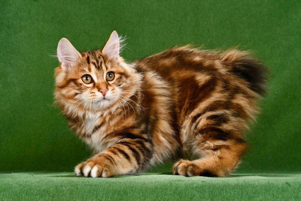 Evcil hayvan yetiştiricileri Order of the Phoenix cattery, Moskova, foto