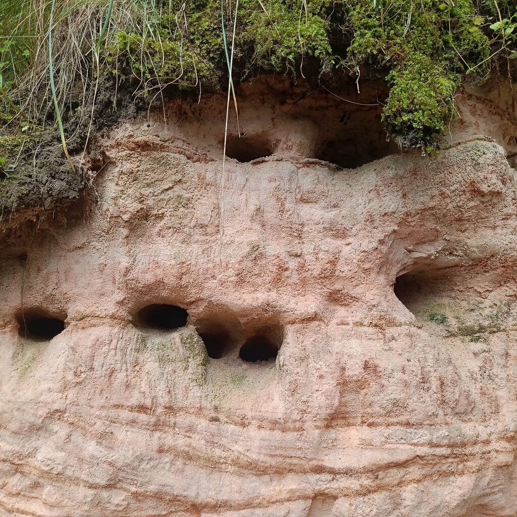 Turistik yerler Ласточкина гора, Saint‑Petersburg ve Leningradskaya oblastı, foto