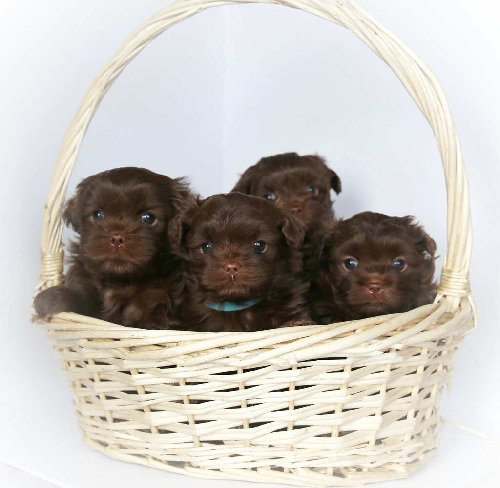 Evcil hayvan yetiştiricileri Greatgardarika Nevskayaliga, Krasnoye Selo, foto