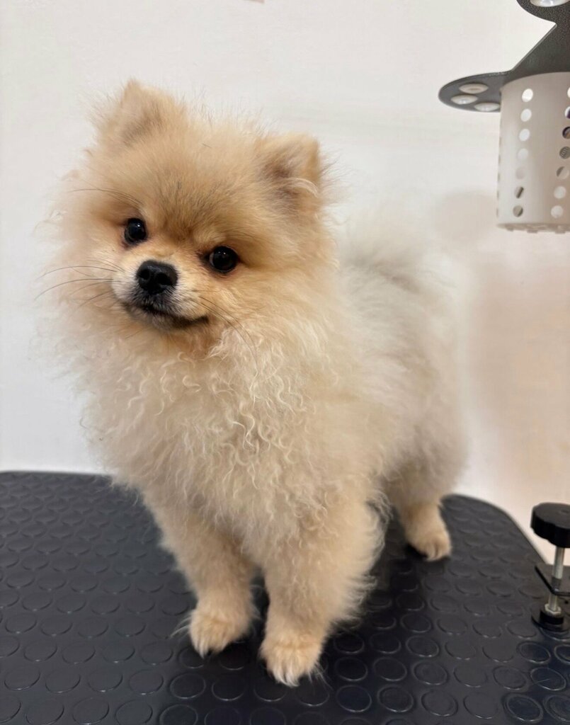 Evcil hayvan kuaförleri Далматин, Tver, foto