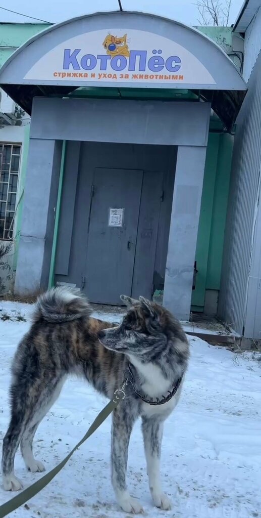 Evcil hayvan kuaförleri Котопес, Gus‑Hrustalny, foto