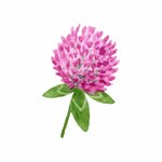 Клевер (Entuziastov Street No:28), besin takviyesi, aktariye  Barnaul'dan