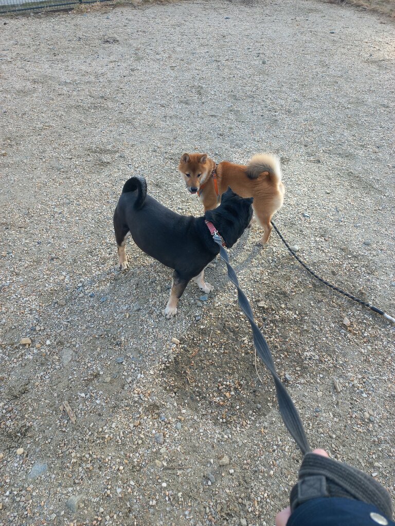 Köpek gezdirme alanları Dog park, Yekaterinburg, foto