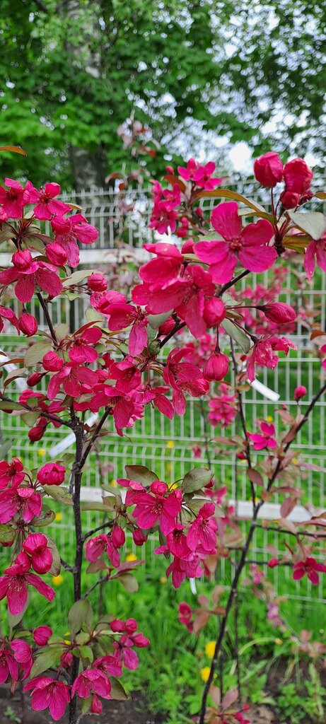 Fidan yetiştiriciliği Сад мечты, Pavlovsk, foto