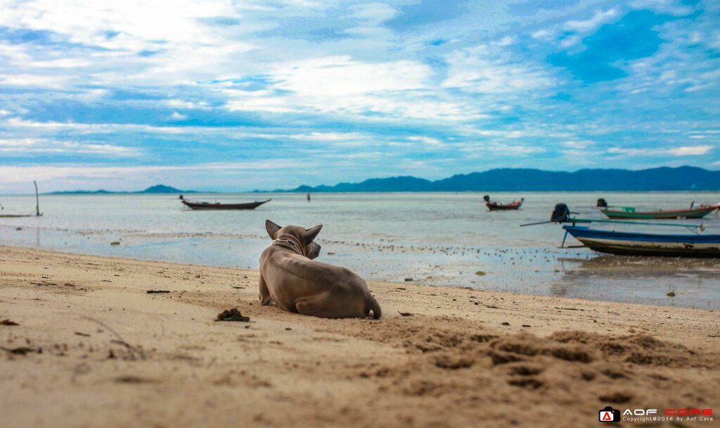 Otel The Pier, , foto