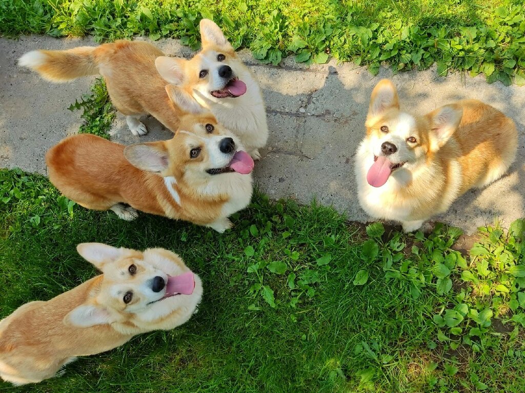 Evcil hayvan yetiştiricileri Pembroke Welsh Corgi Kennel by Adil Gayaz, Mytişçi, foto