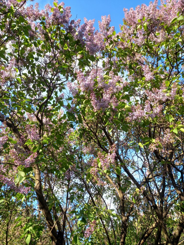 Ortaokul School № 4, Poti (Faş), foto