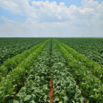 BiotenAgro (Santa Cruz de la Sierra, Distrito Municipal 5, Subdistrito 65), kimyasal üretim firmaları  Santa‑Krus'tan