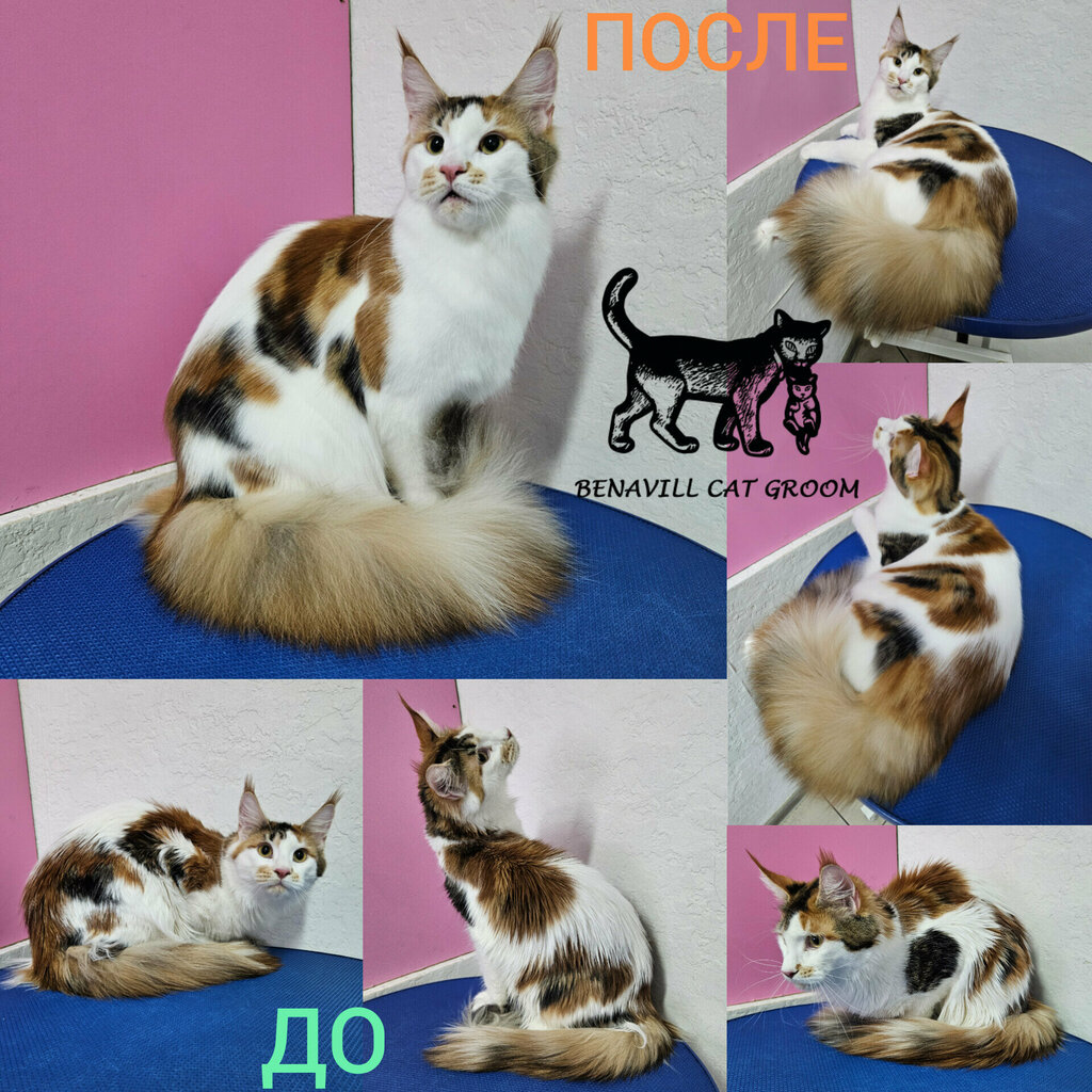 Petshop Benavill, Krasnoyarsk, foto