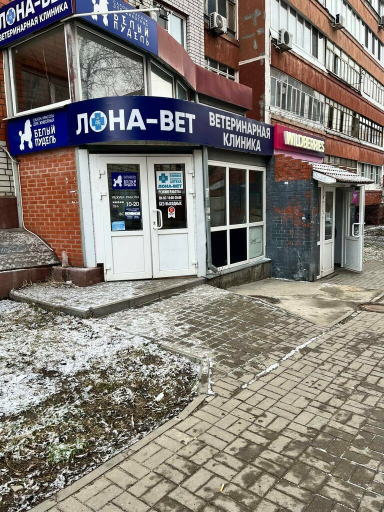 Evcil hayvan kuaförleri White poodle, Tula, foto