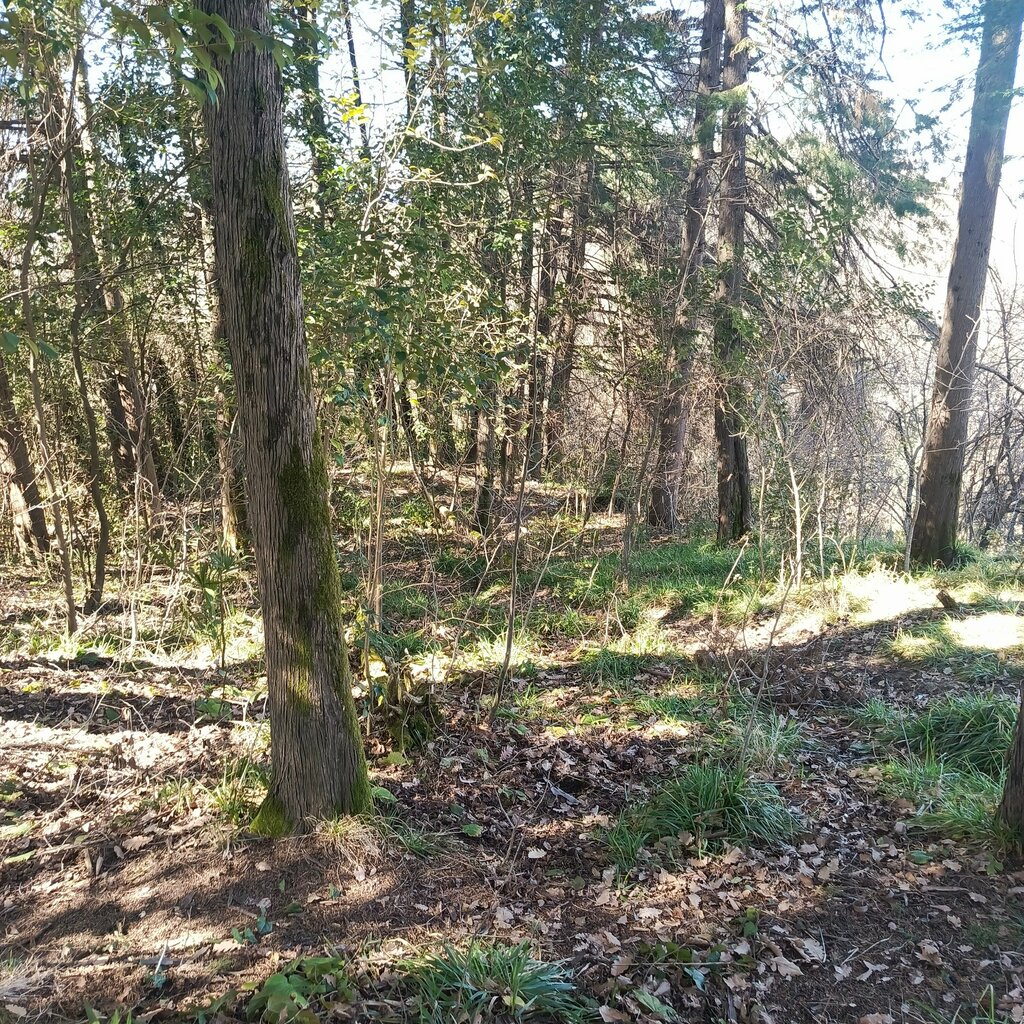 Mezarlıklar Кладбище домашних животных, Soçi, foto