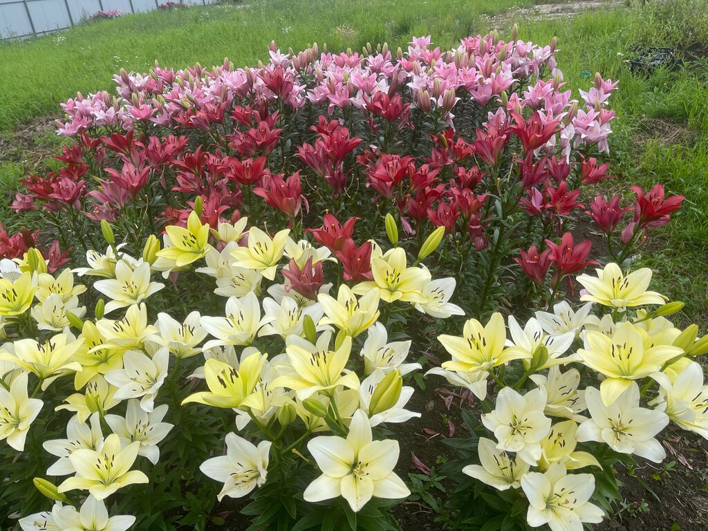 Fidan yetiştiriciliği ПРОцветай, Saint‑Petersburg ve Leningradskaya oblastı, foto