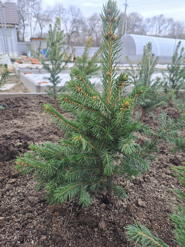 Fidan yetiştiriciliği Ёлочки с иголочки, Primoriye, foto