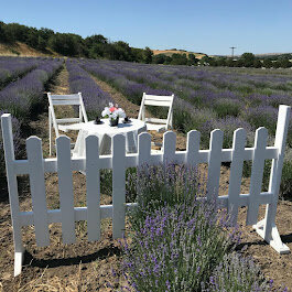 Sera ve bahçe ürünleri Morbahçem Lavanta, Çorlu, foto