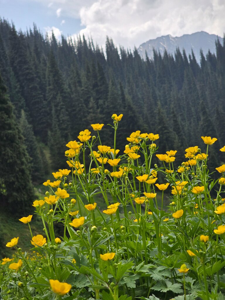Restoran Alpine Rose, Almatı, foto