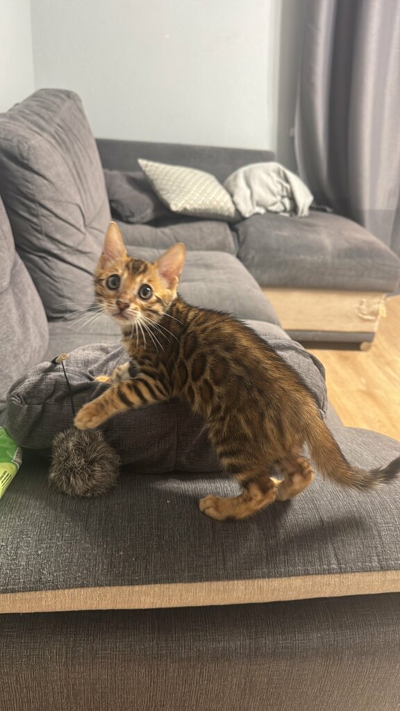 Konuk evi Симба дом, Murino, foto