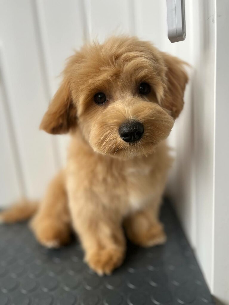 Evcil hayvan kuaförleri Грумич и Кот, Balaşiha, foto