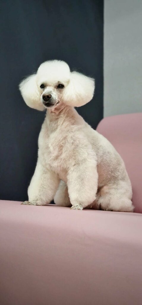 Evcil hayvan kuaförleri Evak's Studio, Saint‑Petersburg, foto