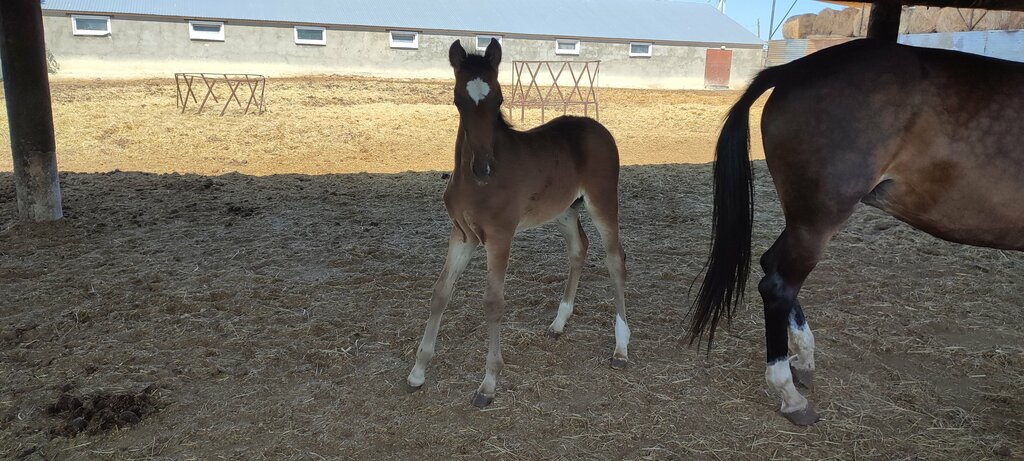 Veteriner klinikleri Ivanteyevskaya rayonnaya stantsiya po borbe s boleznyami zhivotnykh Ogu, Saratovskaya oblastı, foto