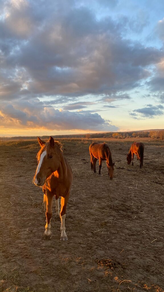Çiftlik tatili Мерено-немерено, Volgogradskaya oblastı, foto