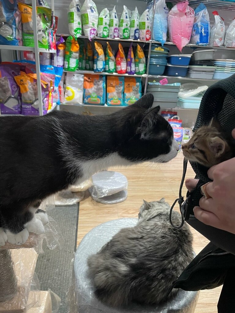 Petshop Prokorm, Astana, foto