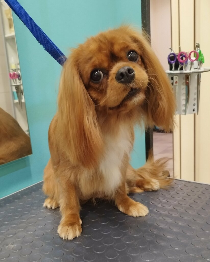 Evcil hayvan kuaförleri Fluffy, Prokopyevsk, foto