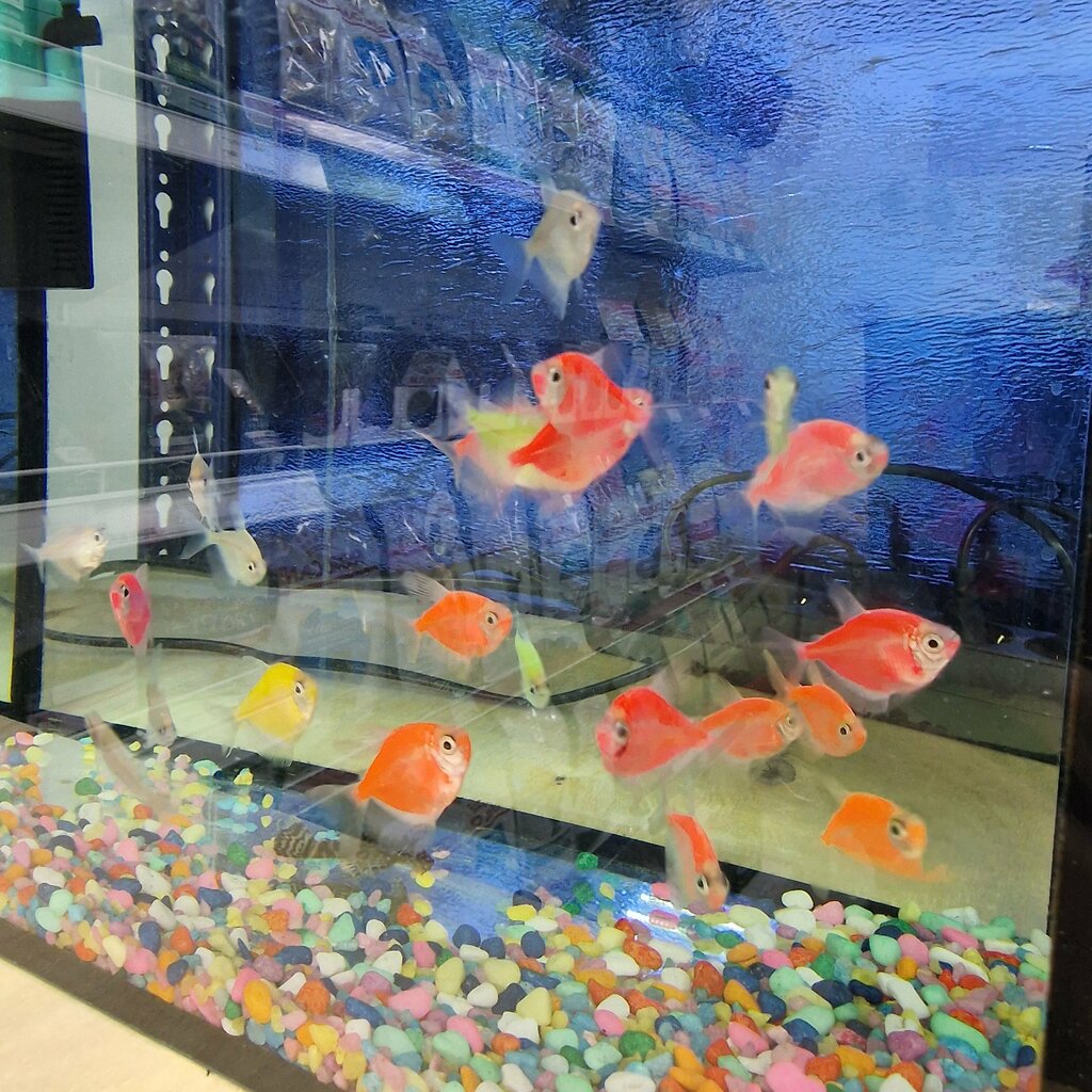 Petshop Filya and Chivas, Korenovsk, foto
