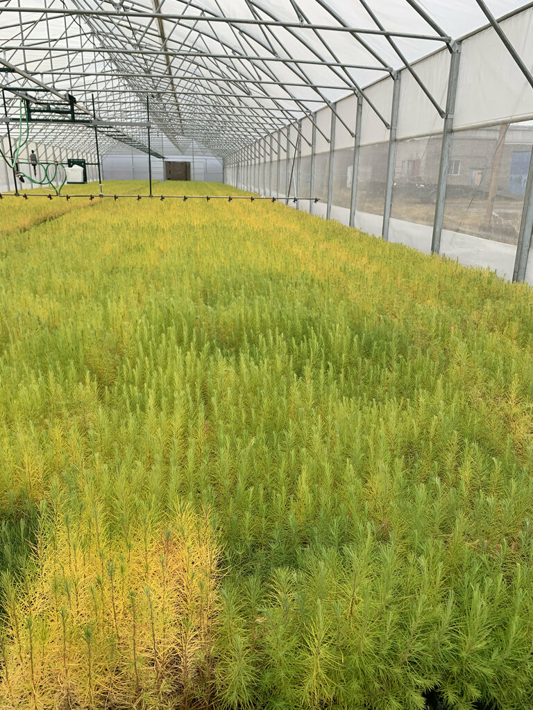 Seracılık Форест Лайф, Sovetskaya Gavan, foto