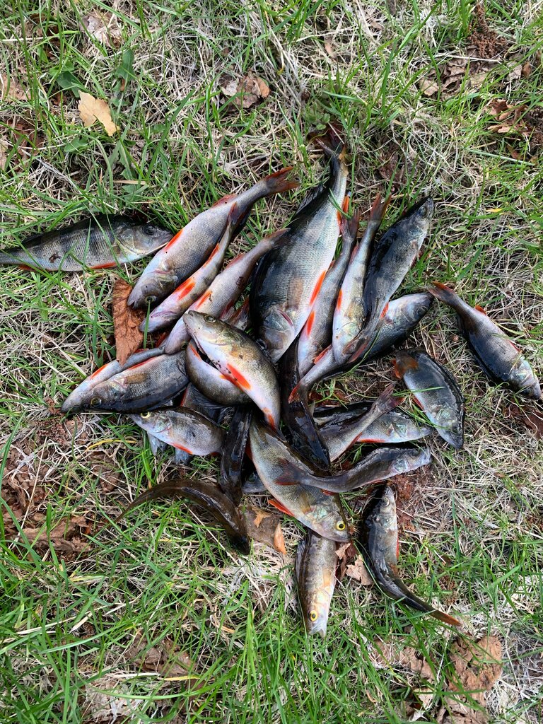 Balıkçılık ekipman firmaları Lumicom, Saint‑Petersburg, foto