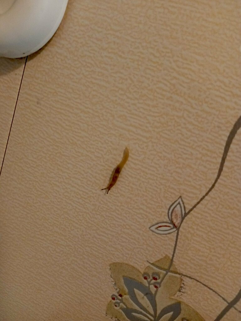 Resort oteller, tesisler Бережок, Primoriye, foto