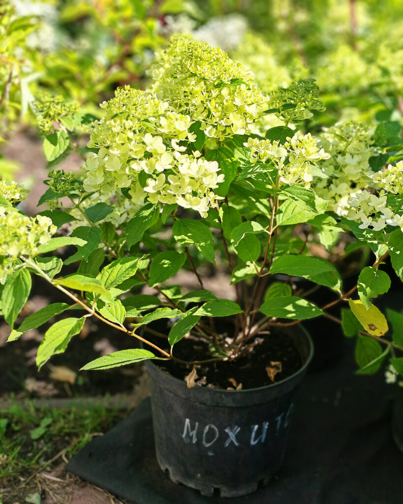 Fidan yetiştiriciliği Аллея шалфея, Aznakayevo (Aznakay), foto
