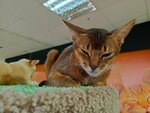 Кото Проект (Pobedy Street No:66/1), eğlence merkezleri  Yeysk'ten