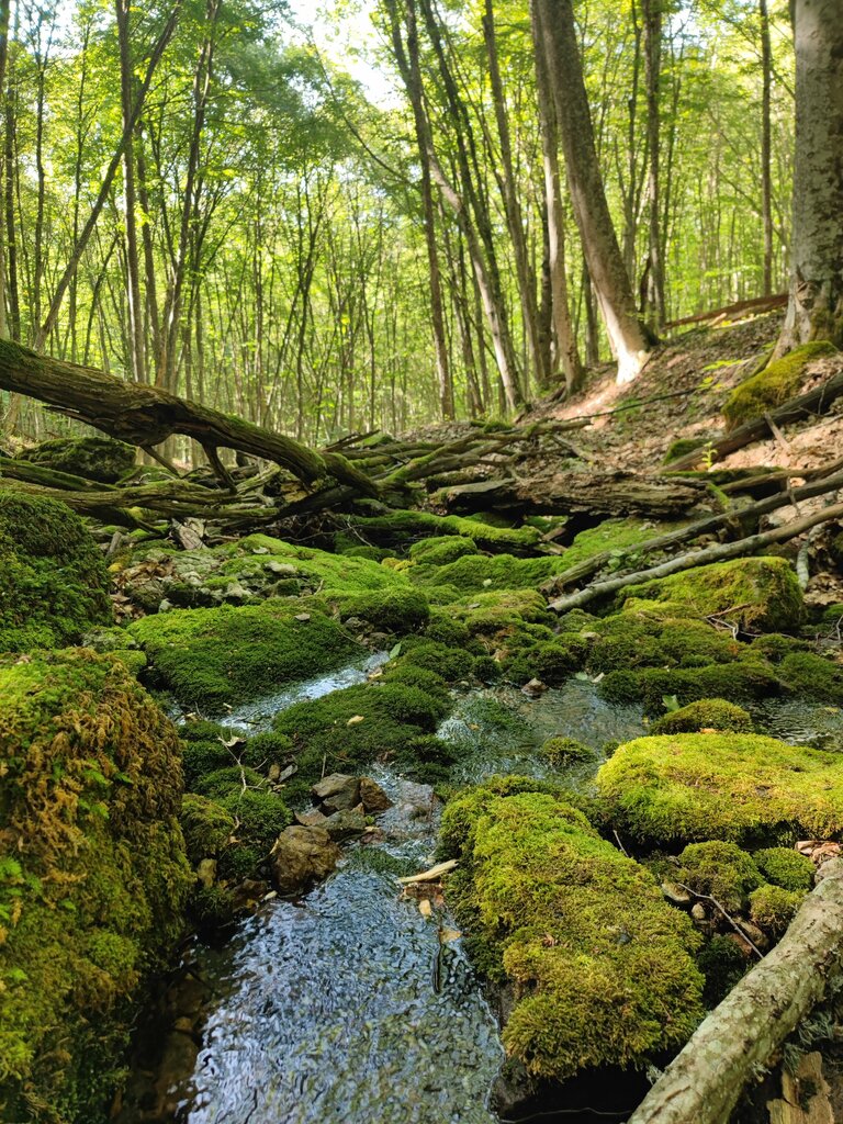 Pınar, çay Исток Бурульчи, Kırım Cumhuriyeti, foto
