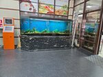 Аквариум (Magomeda Yaragskogo Street No:30), akvaryumlar  Makhachkala'dan
