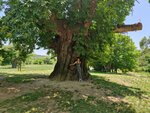 Arap Astı Ağacı (Antalya, İbradı, Aydınyayla Mah., İbradı Atatürk Cad.), turistik yerler  İbradı'dan
