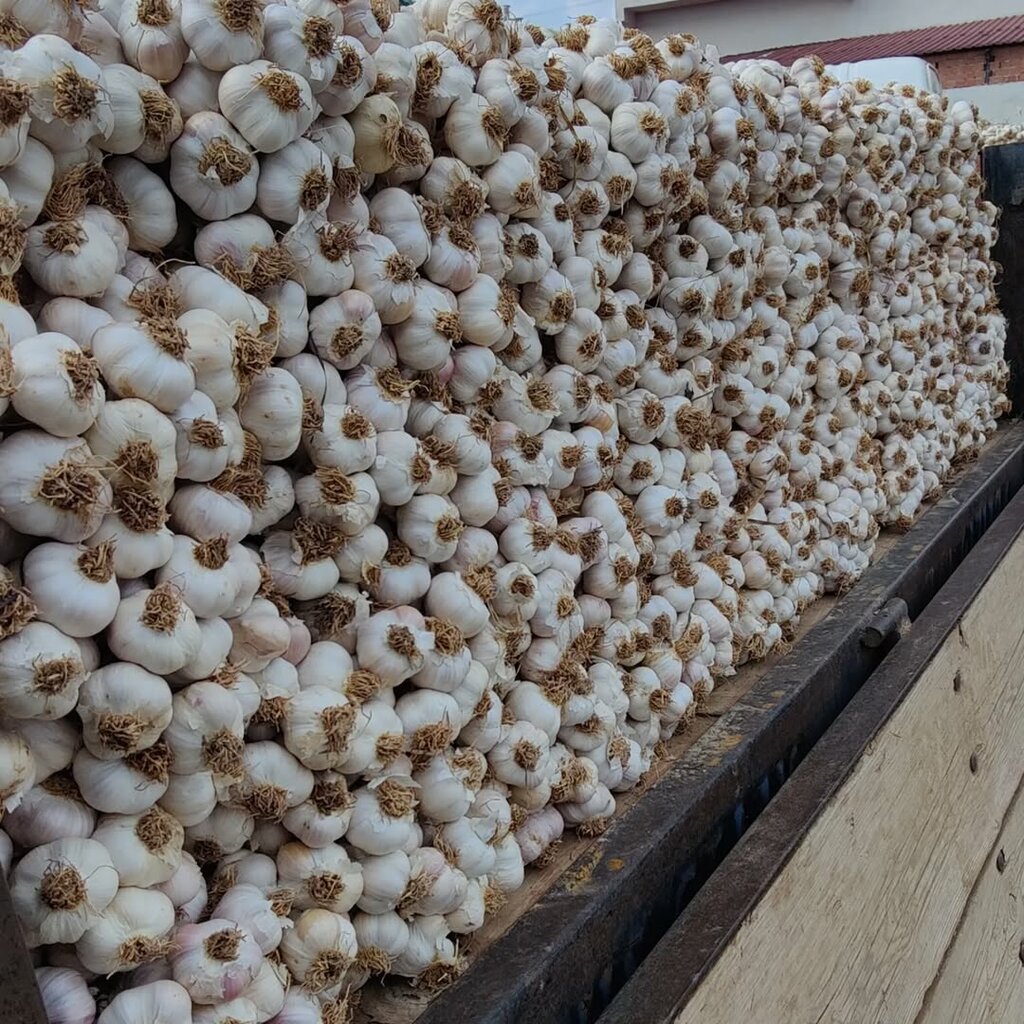 Gıda üreticileri Taşköprü Sarımsağı, Taşköprü, foto