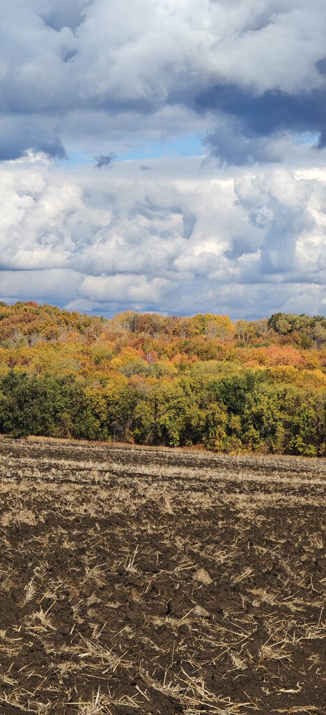 Orman Дубовый лес, Saratovskaya oblastı, foto